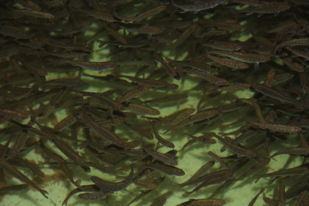 Platte River State Fish Hatchery