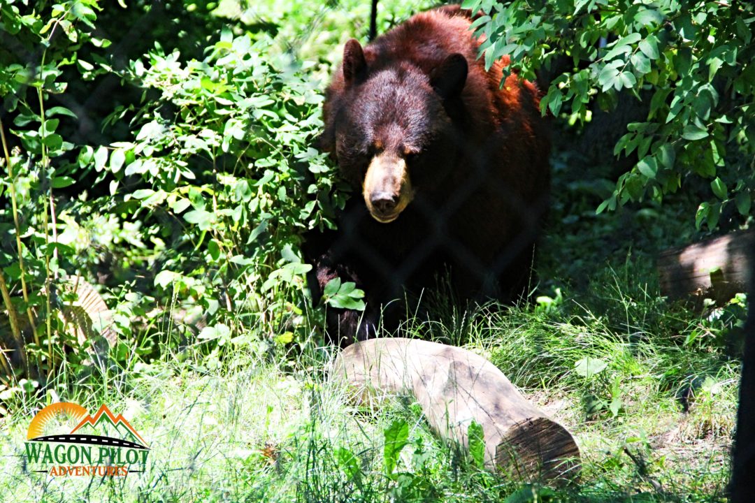 Visiting Exotic Species at Indiana's Black Pine Animal Sanctuary