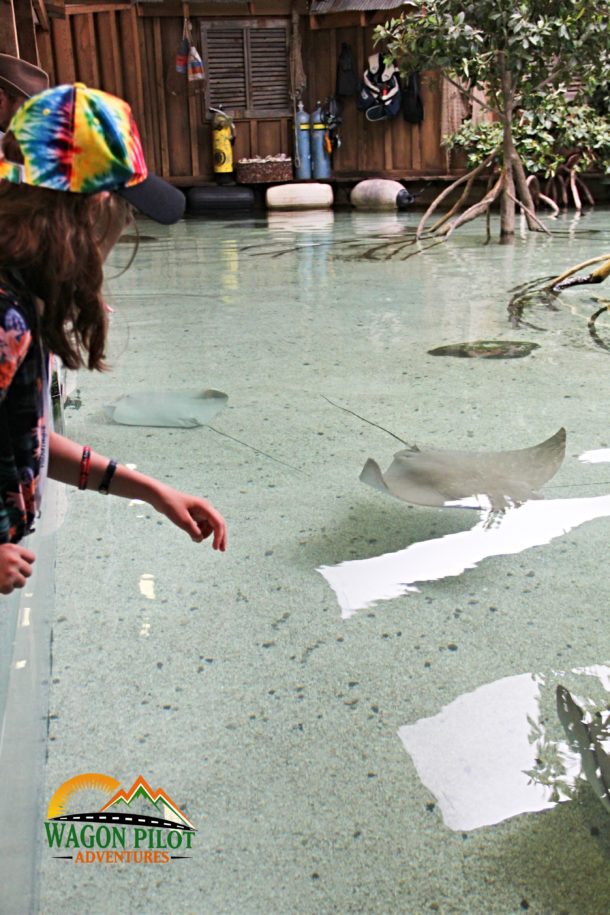 10 Fun and Unique Things to do at the Fort Wayne Children's Zoo